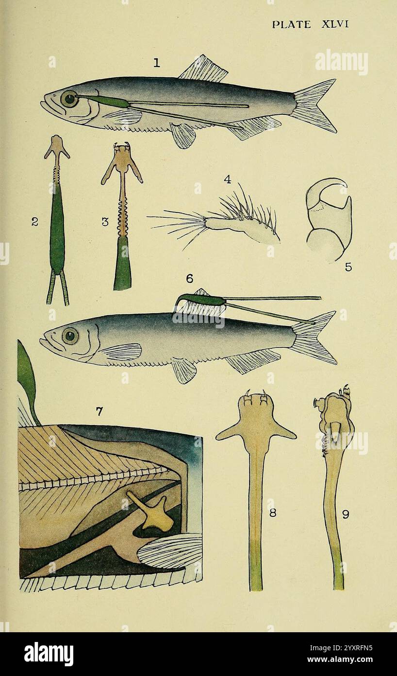 The, British, parasitic, Copepoda, London, 1913, Great, Britain ...