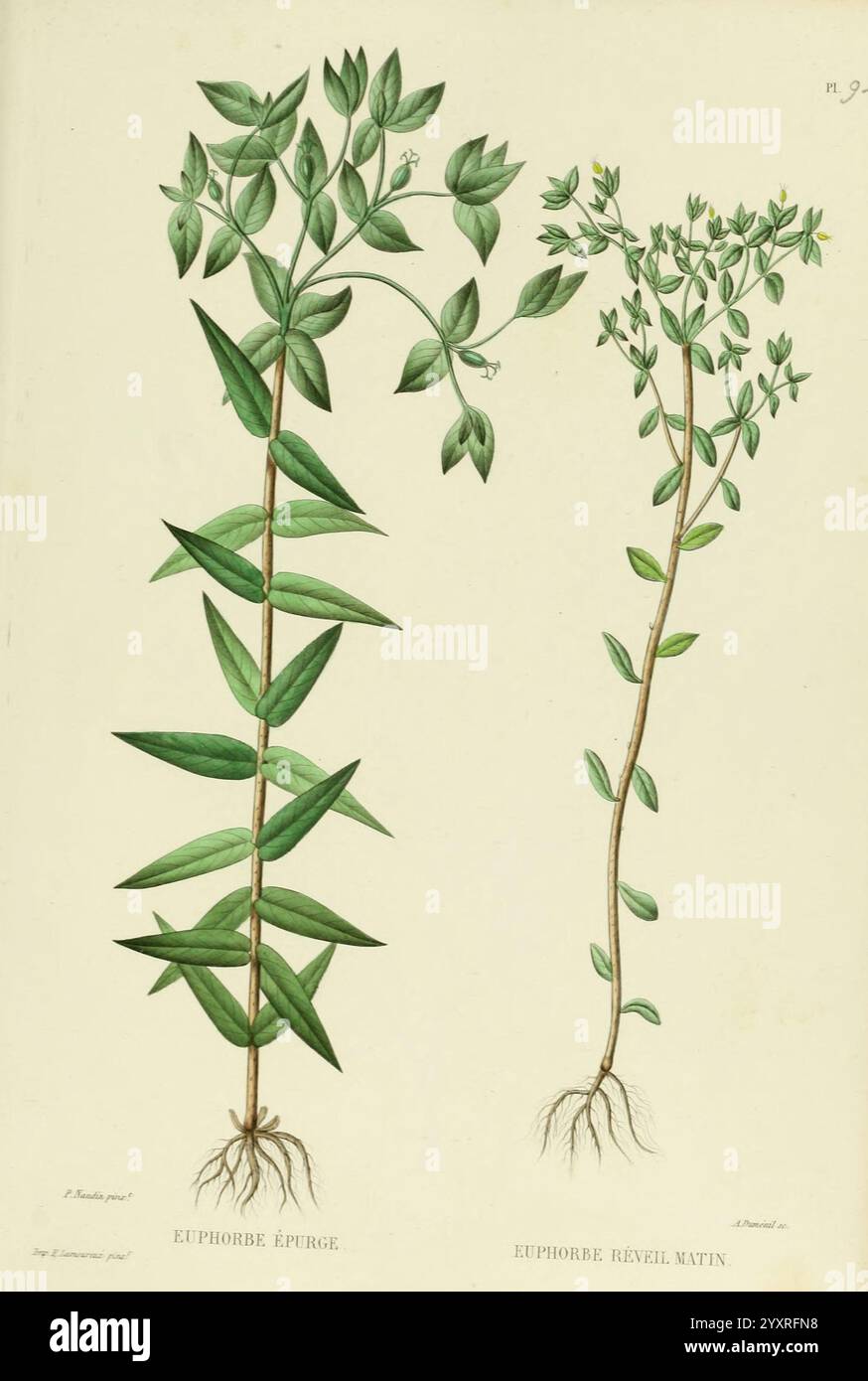 Nouvelle iconographie fourragère. Atlas. Paris, P. Asselin, 1871 ...