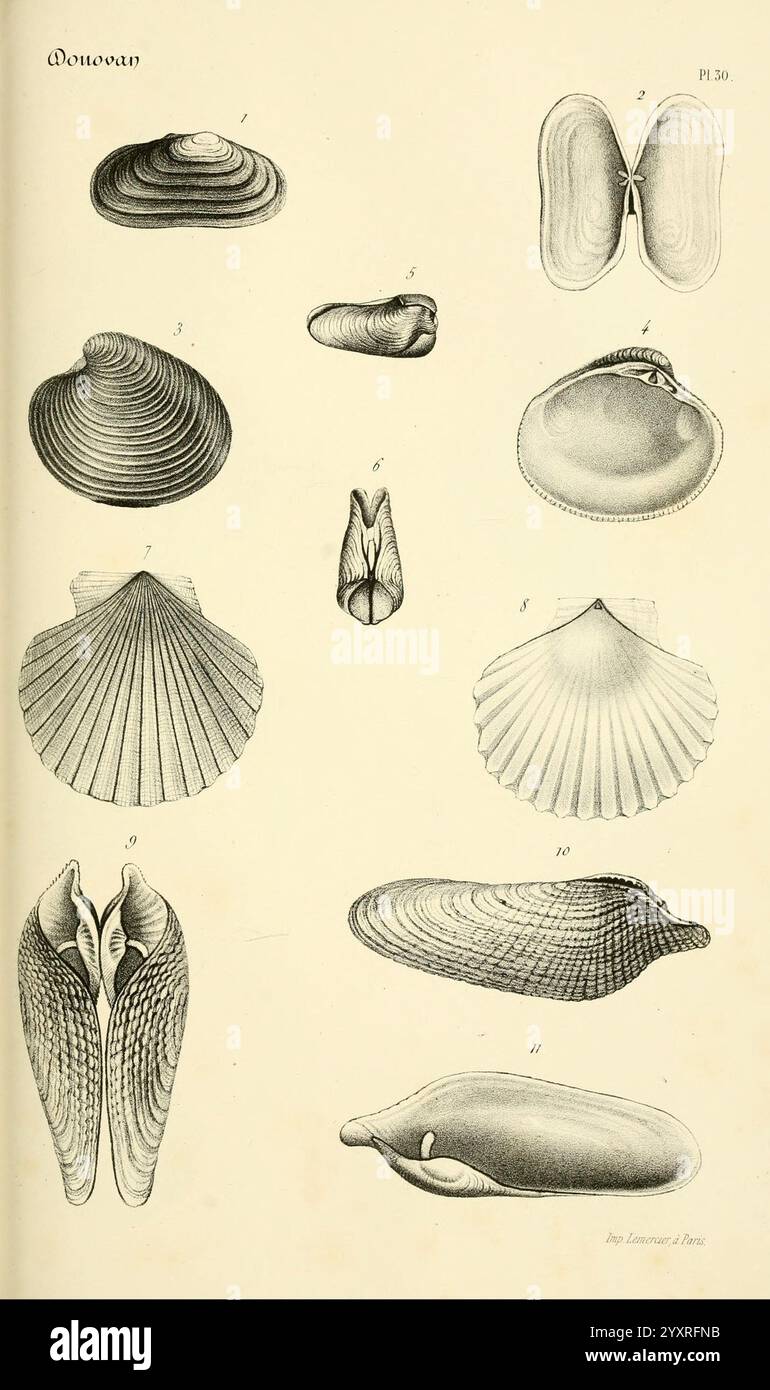 Detailed linework highlighting hi-res stock photography and images - Alamy