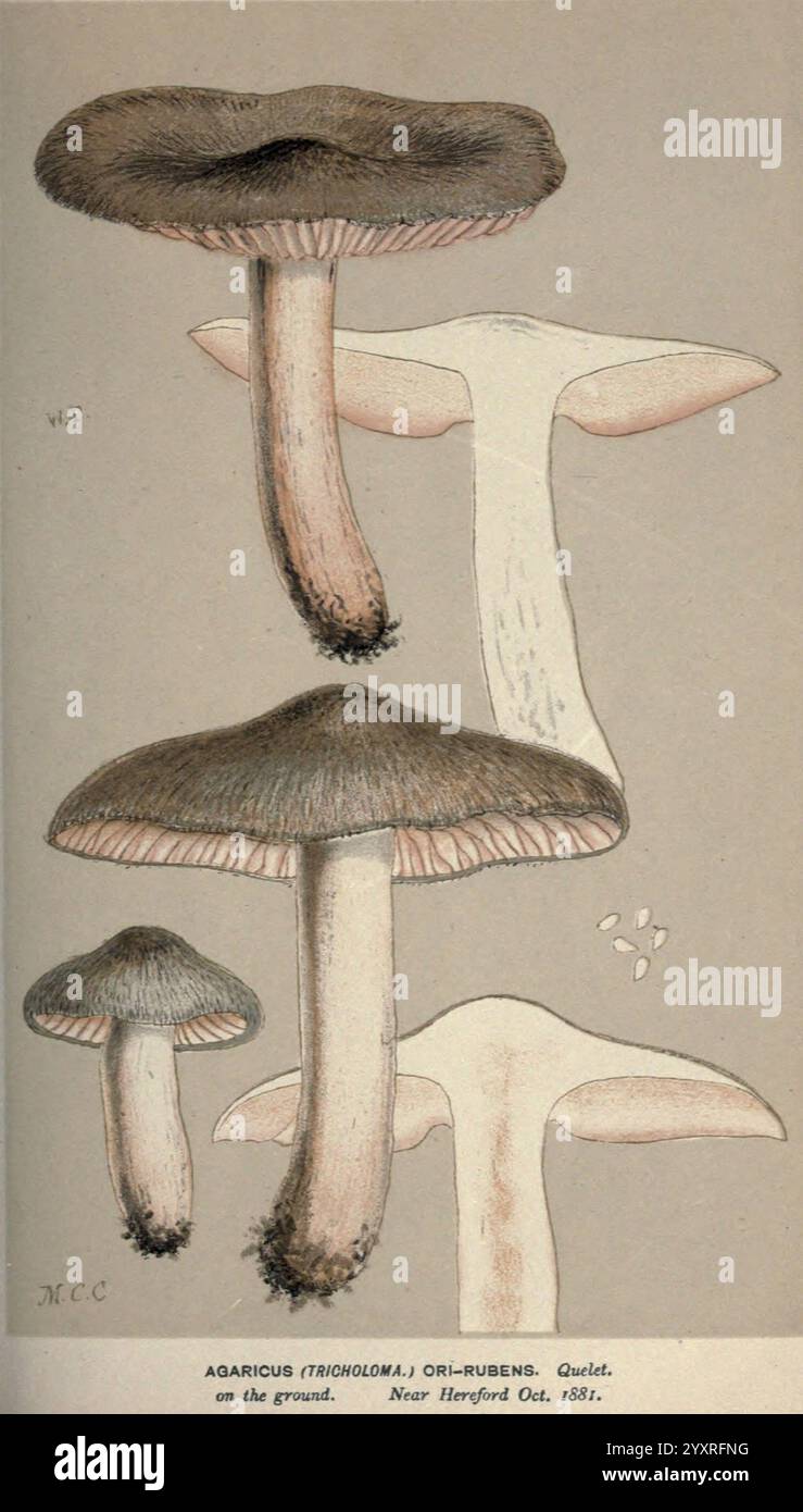 Conical cap exhibiting hi-res stock photography and images - Alamy