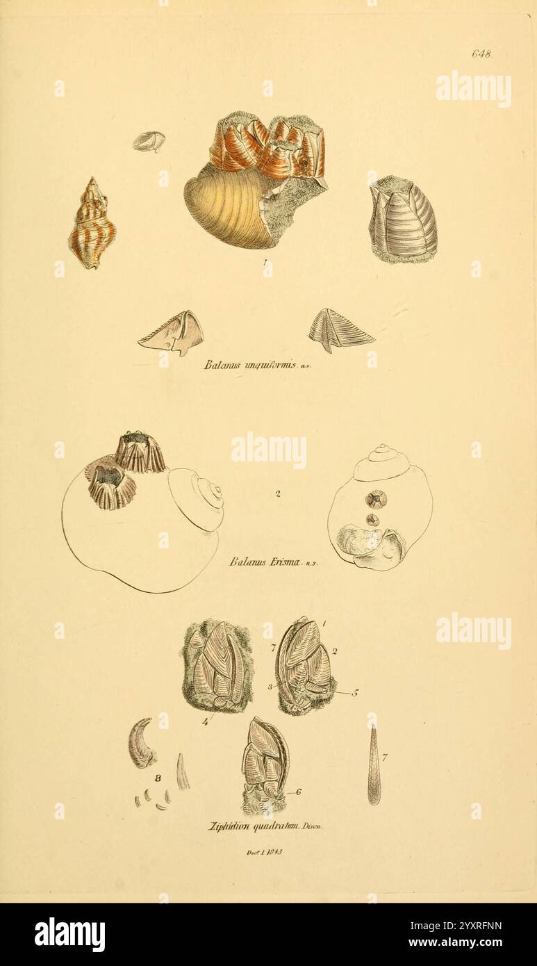 Two detailed depictions of distinct shell types hi-res stock ...