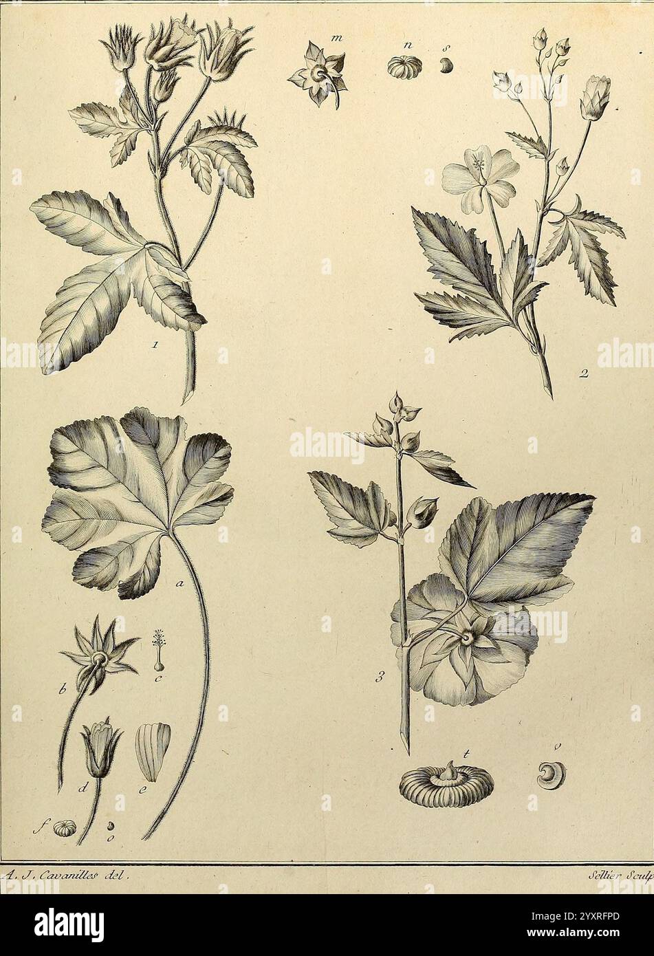 Corresponding plant structures hi-res stock photography and images - Alamy