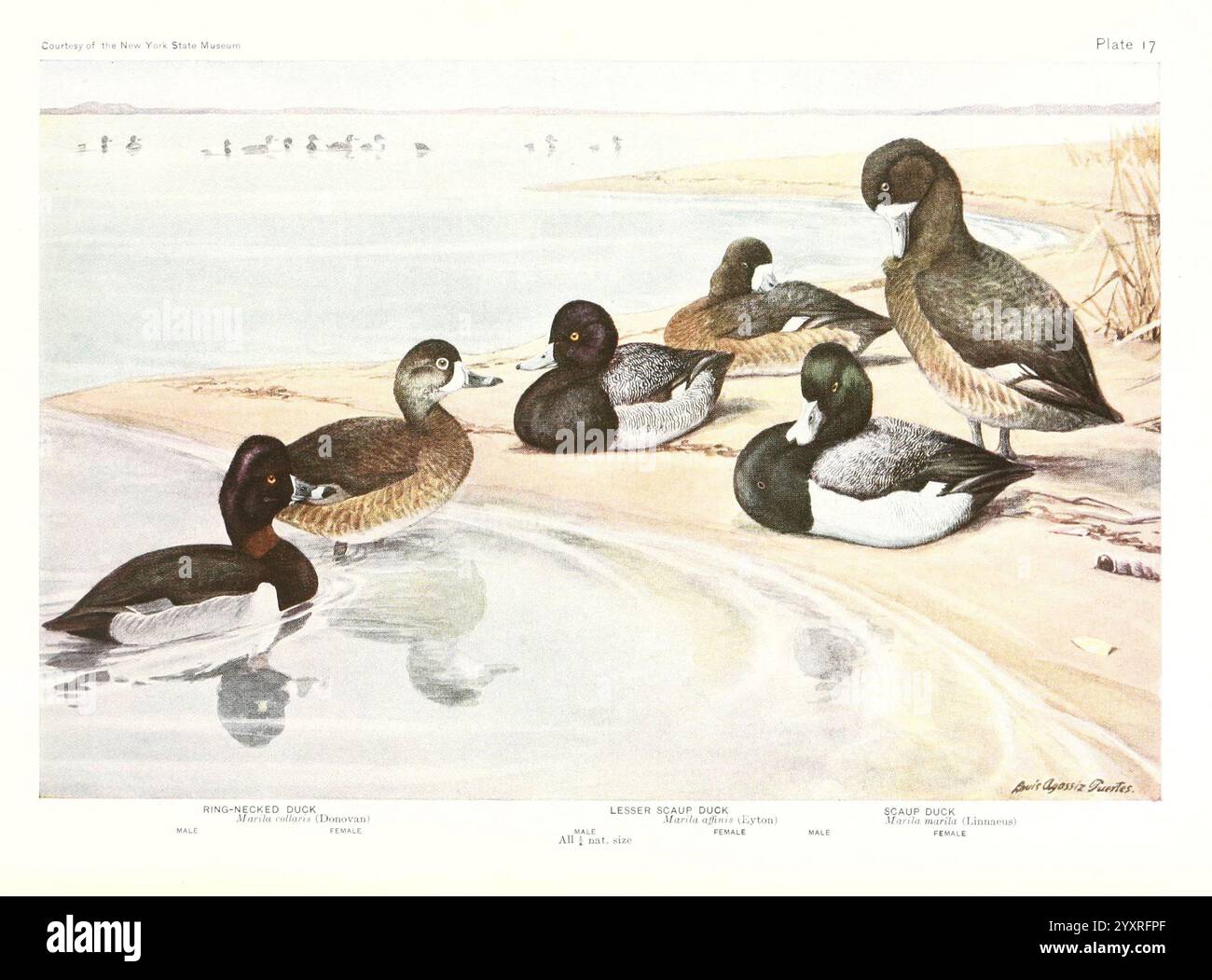 Birds of America v.1, New York, The University Society, 1923, birds ...