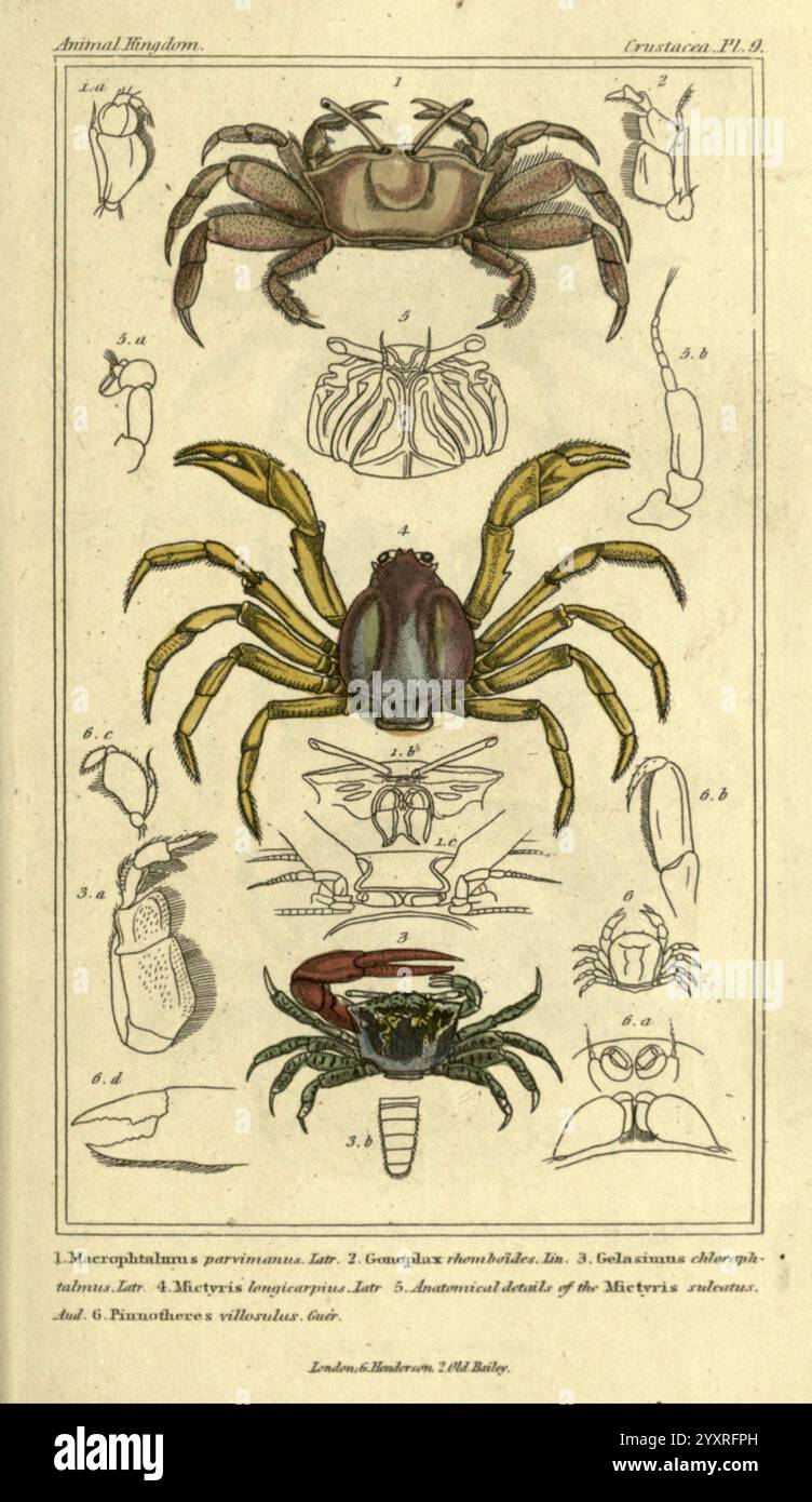 Various detailed depictions of crab species hi-res stock photography ...