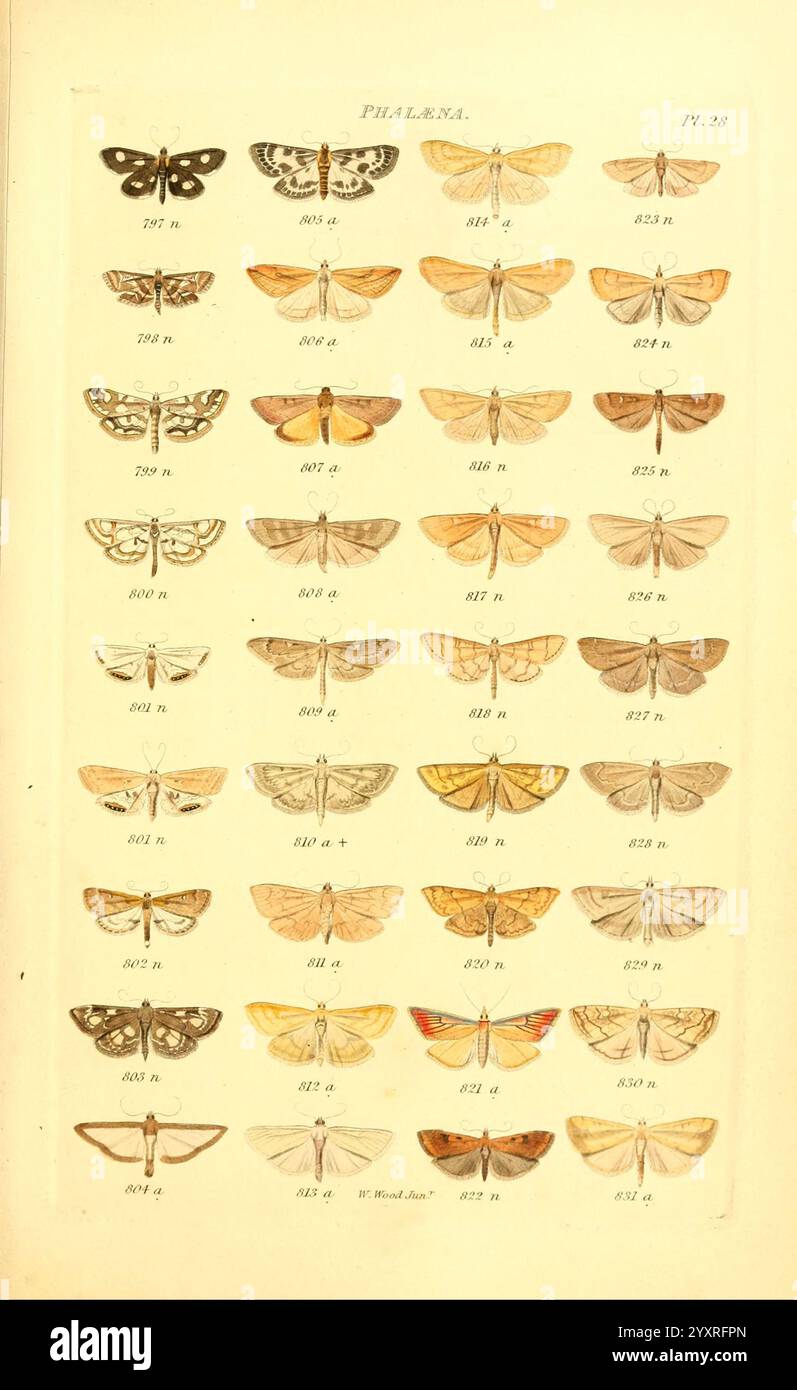 Species accurately hi-res stock photography and images - Alamy