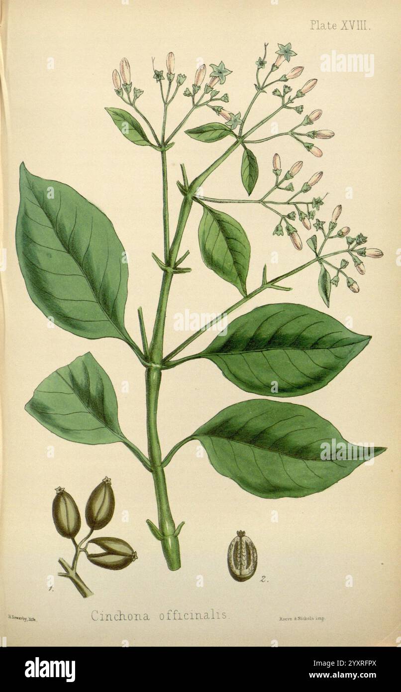 Plants segmented stem hi-res stock photography and images - Alamy