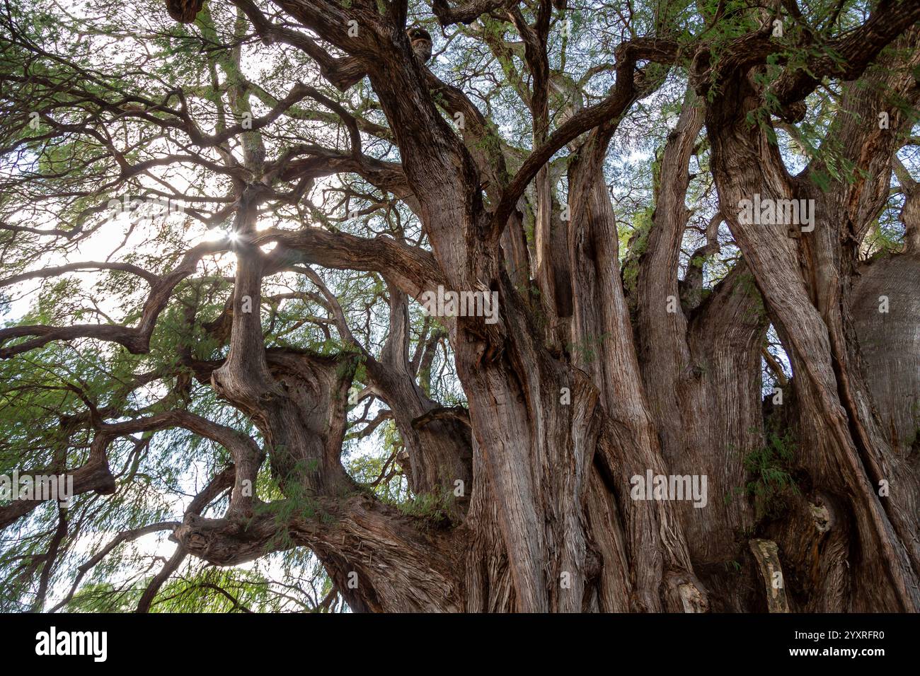 Tule tree, or árbol del tule, at Santa María del Tule, Oaxaca, Mexico ...
