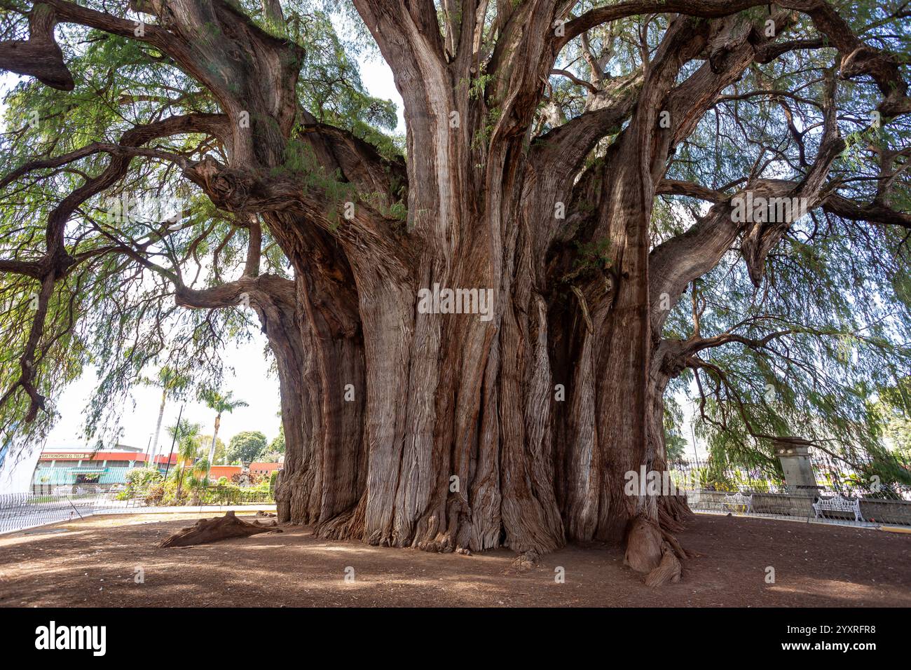 Tule tree, or árbol del tule, at Santa María del Tule, Oaxaca, Mexico ...