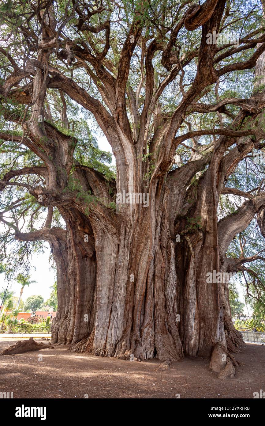 Tule tree, or árbol del tule, at Santa María del Tule, Oaxaca, Mexico ...