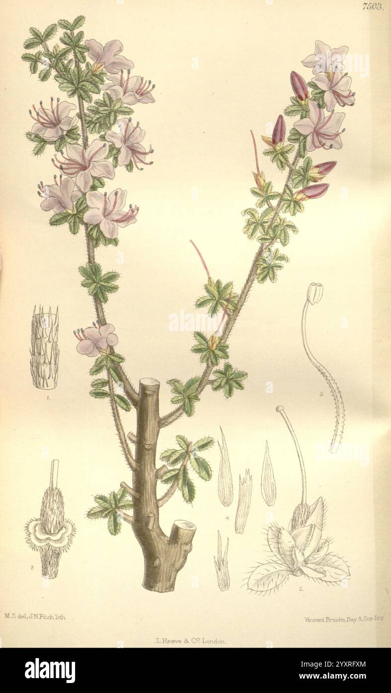 Science matilda smith hi-res stock photography and images - Alamy