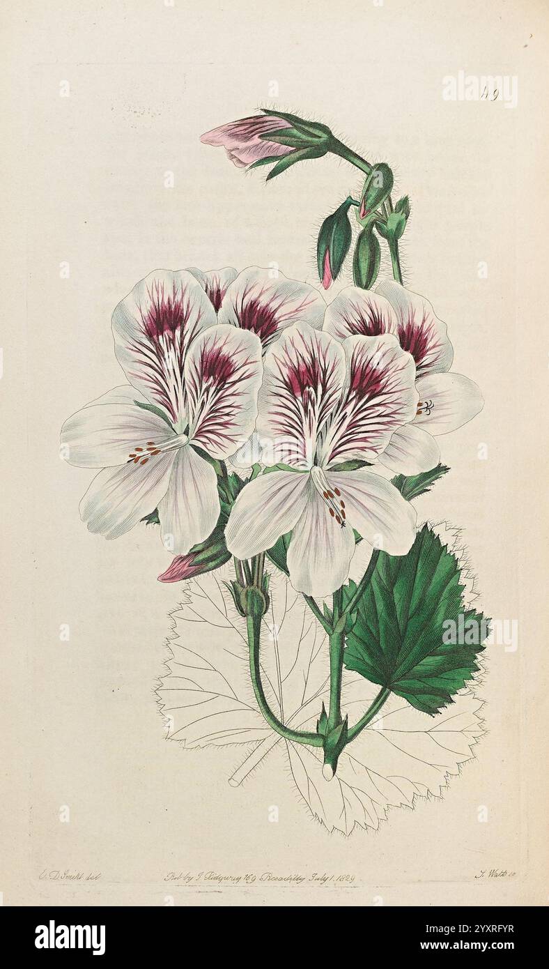 Geraniaceae, London, Printed for James Ridgway, Piccadilly, 1820-1830 ...