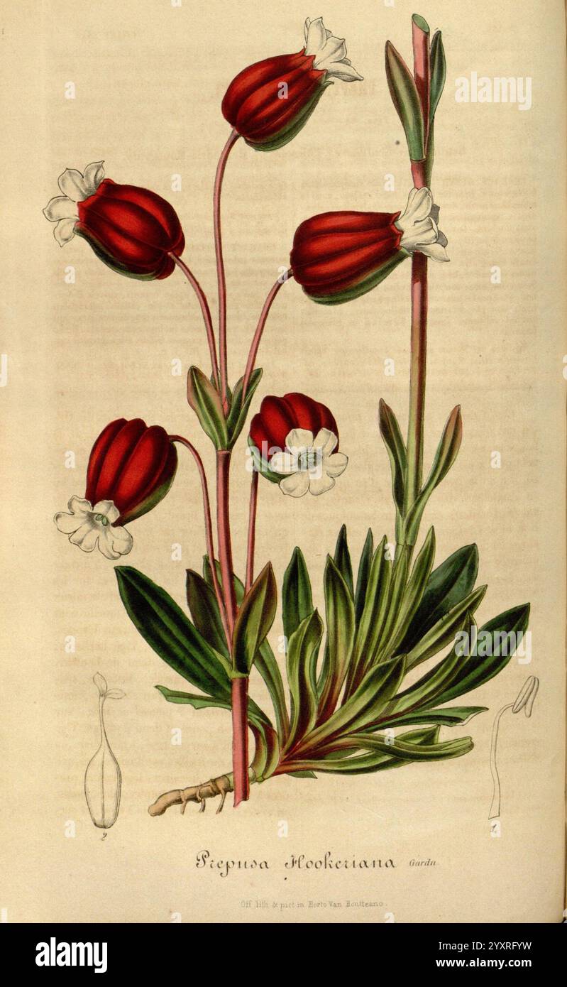 Kew bellflower hi-res stock photography and images - Alamy