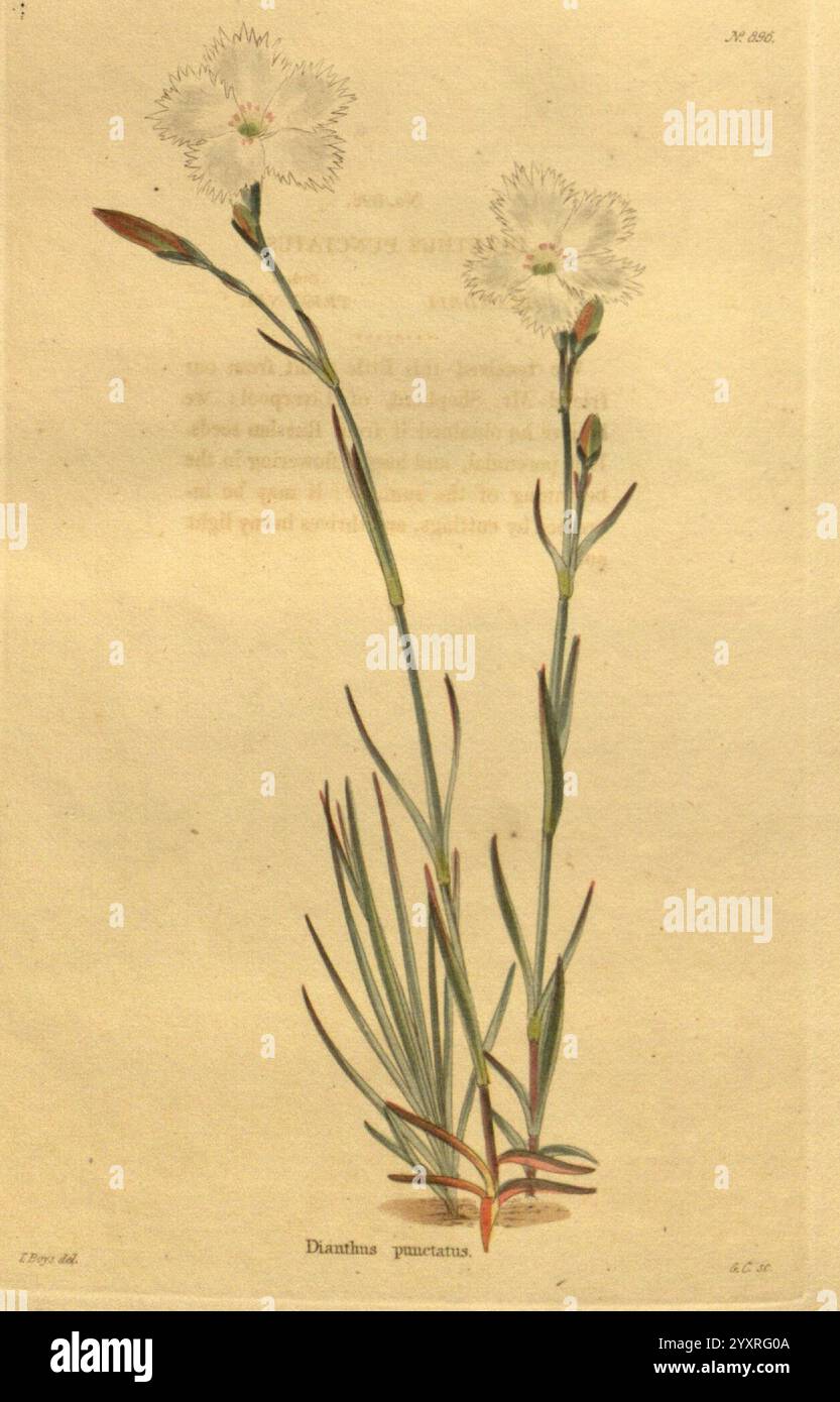 Featuring slender hi-res stock photography and images - Alamy