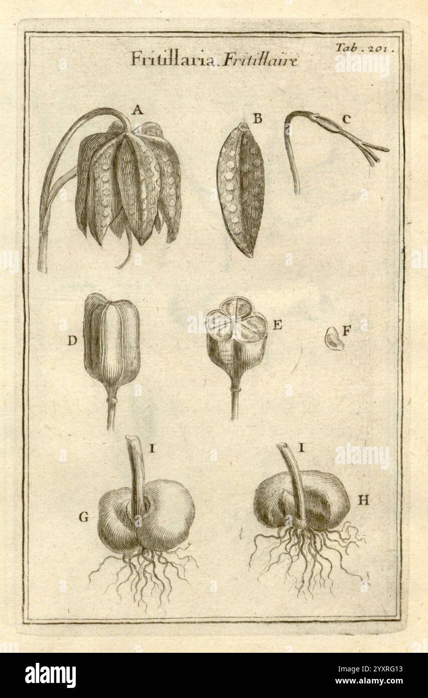Sections depict parts hi-res stock photography and images - Alamy