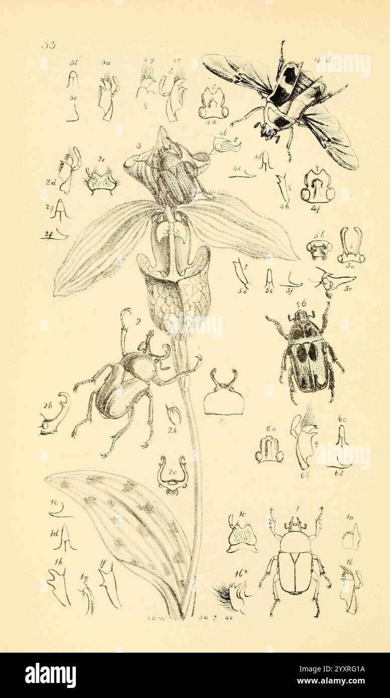 Arcana entomologica, or Illustrations of new, rare, and interesting ...