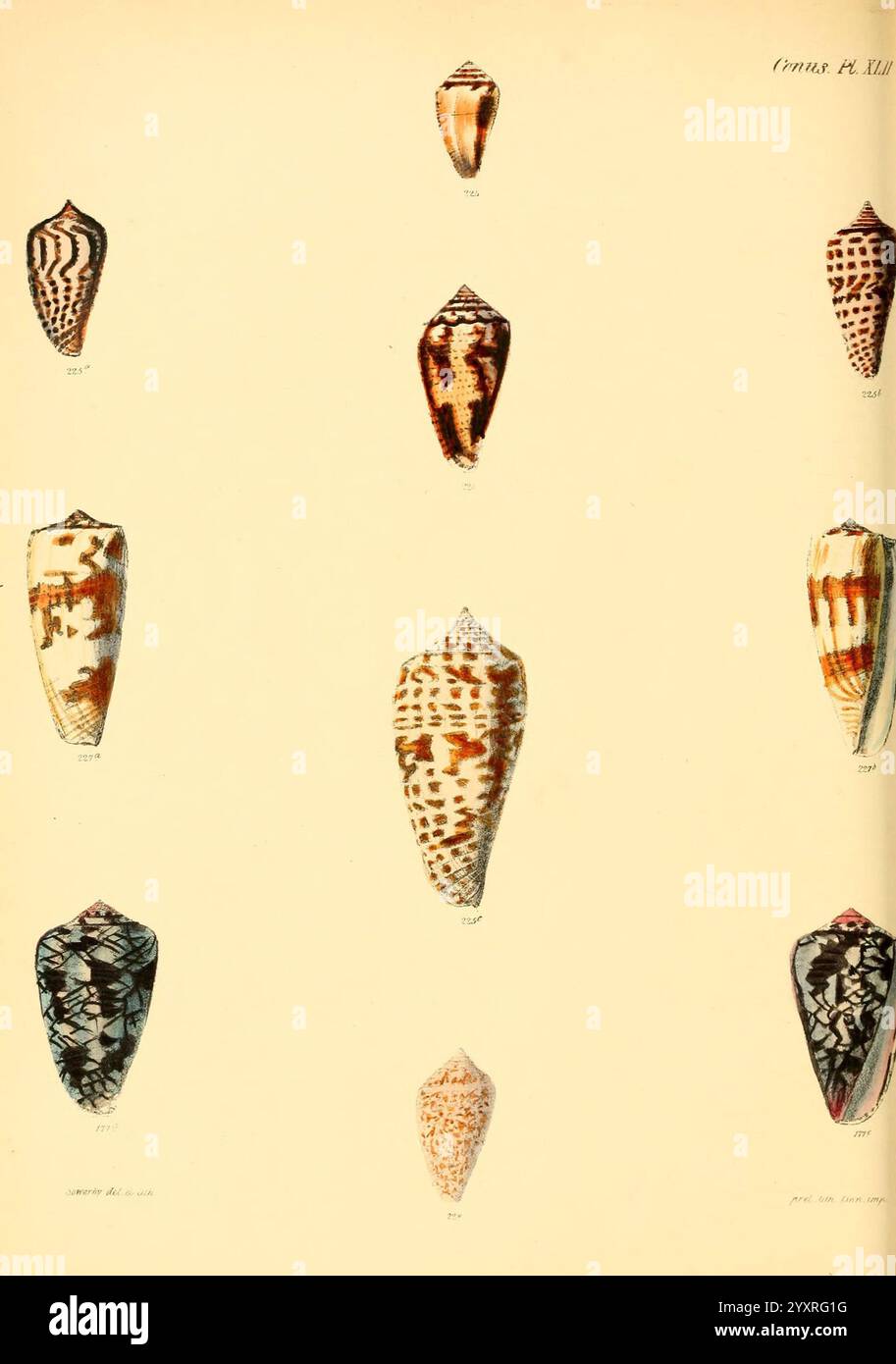 Conchologia iconica, or Illustrations of the shells of molluscous ...