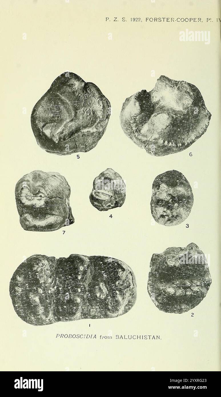 Arrangement features seven distinct fossils hi-res stock photography ...