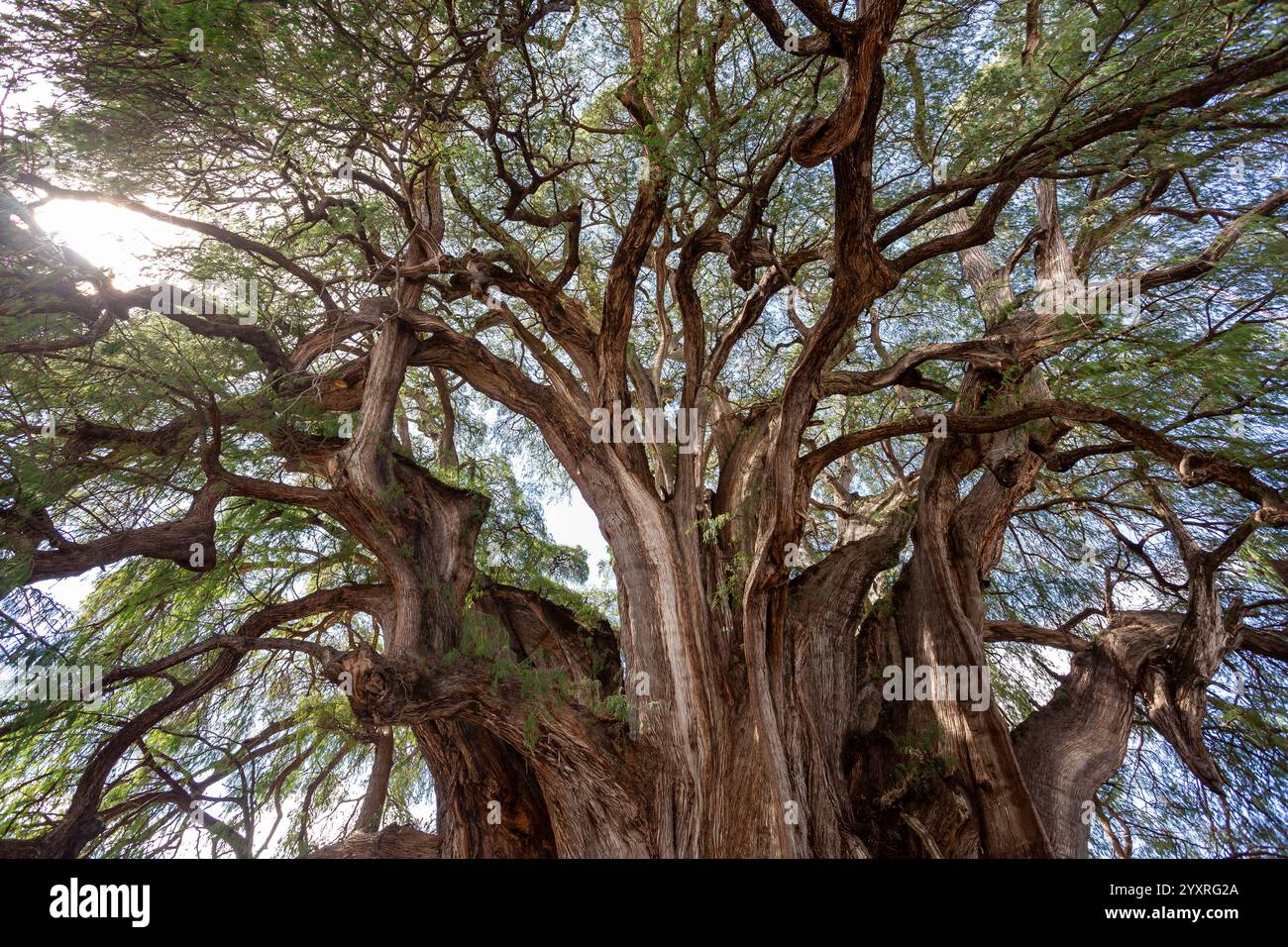 El arbol del tule tule tree hi-res stock photography and images - Alamy