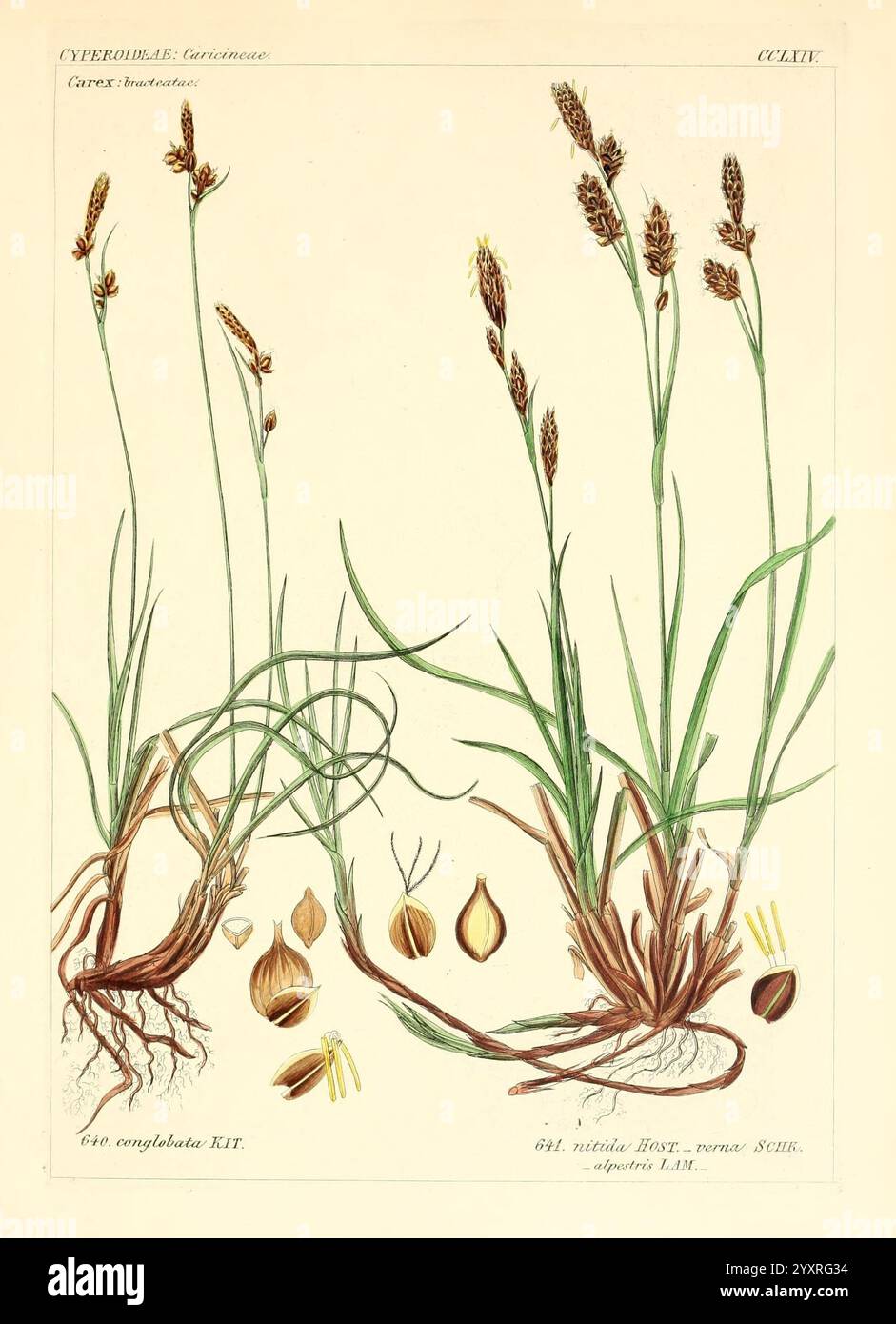 Drawing features elongated hi-res stock photography and images - Alamy