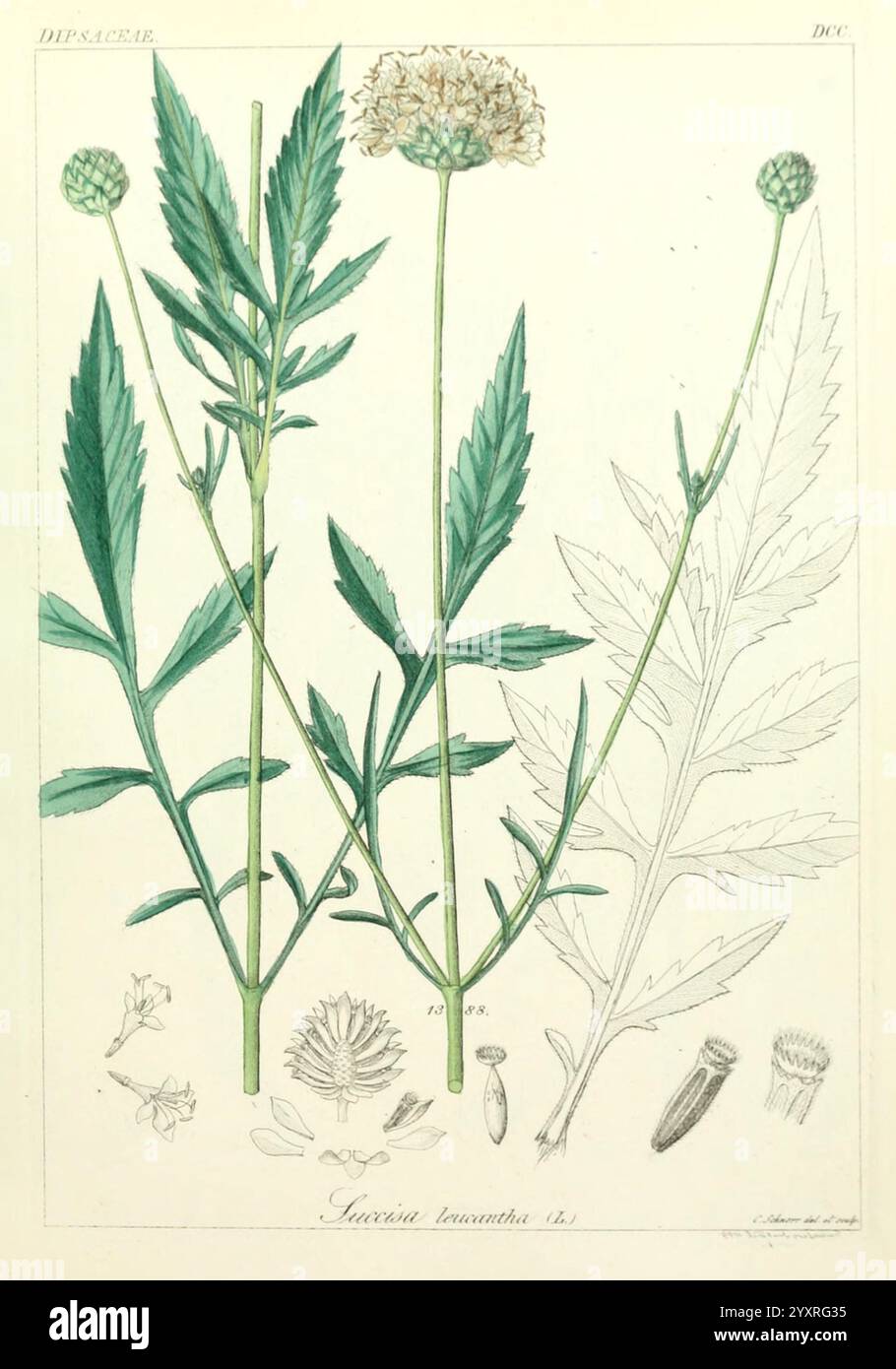 Plant guizotia abyssinica hi-res stock photography and images - Alamy