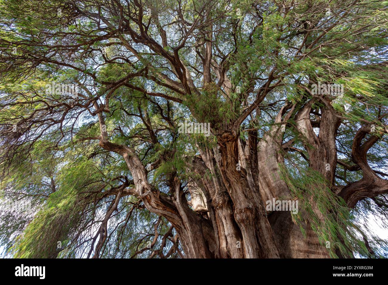 Tule tree, or árbol del tule, at Santa María del Tule, Oaxaca, Mexico Stock Photo - Alamy