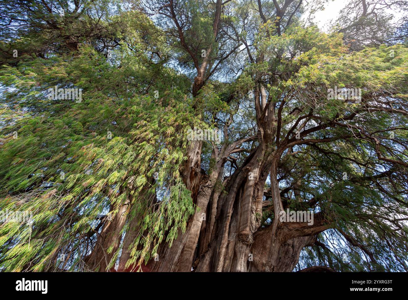Tule tree, or árbol del tule, at Santa María del Tule, Oaxaca, Mexico ...