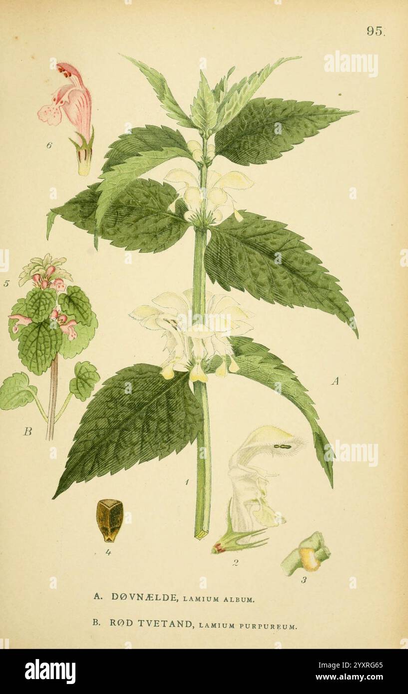 Billeder af Nordens flora, København, G.E.C. Gad, 1901-1903 [i.e. 1907 ...