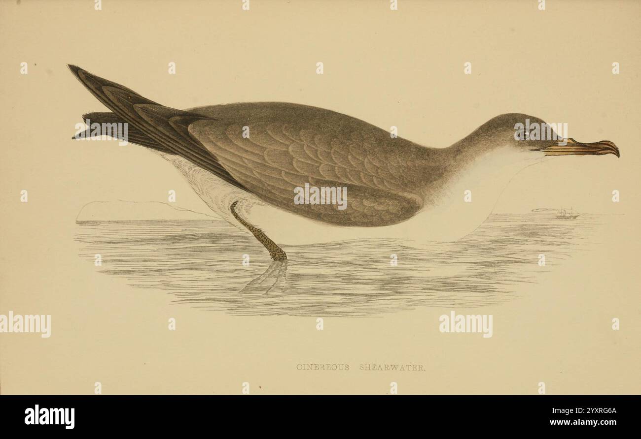 A history of British birds,1863-1866?, birds, Great Britain, bird, A ...