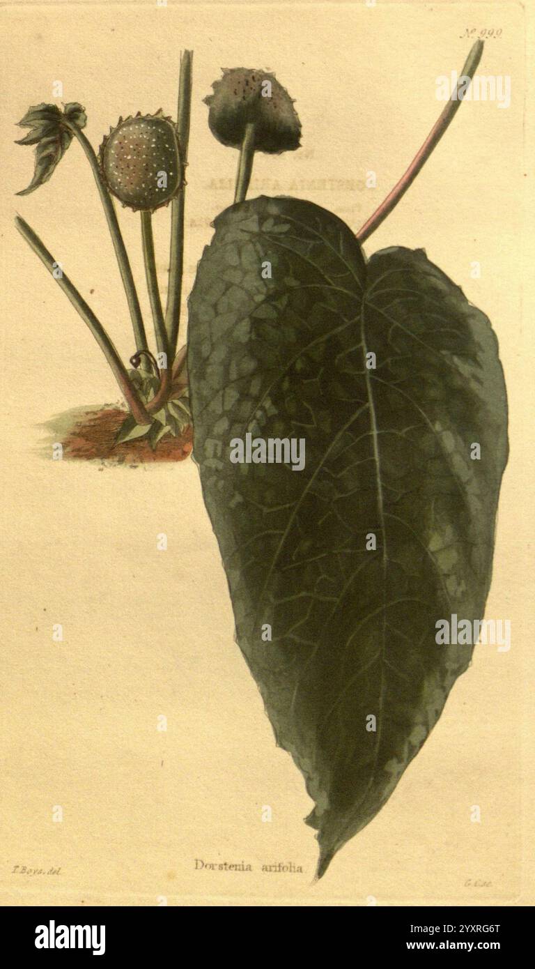 Round flower buds emerges hi-res stock photography and images - Alamy