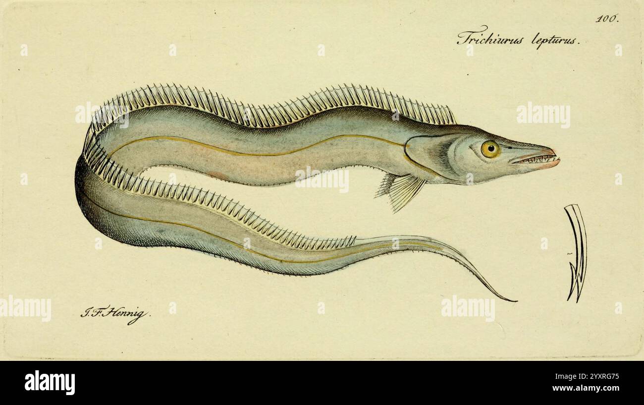 Fish species prochinurus lepturus hi-res stock photography and images ...