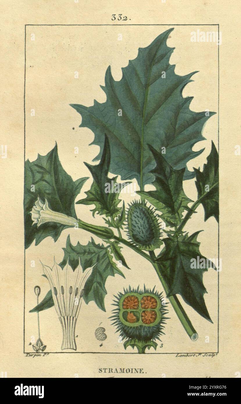 Flore médicale, Paris, Imprimerie de C.L.F. Panckoucke, 1828-1832, 1833 ...