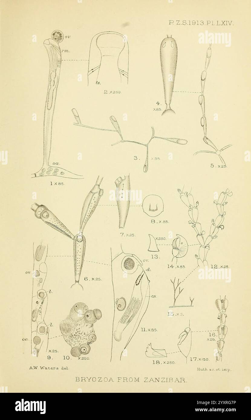 Proceedings of the Zoological Society of London, London, Academic Press ...