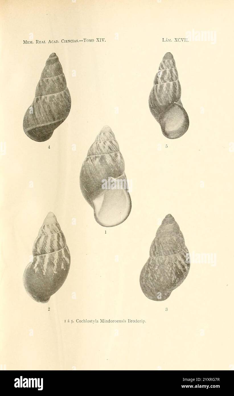 First shell displays hi-res stock photography and images - Alamy