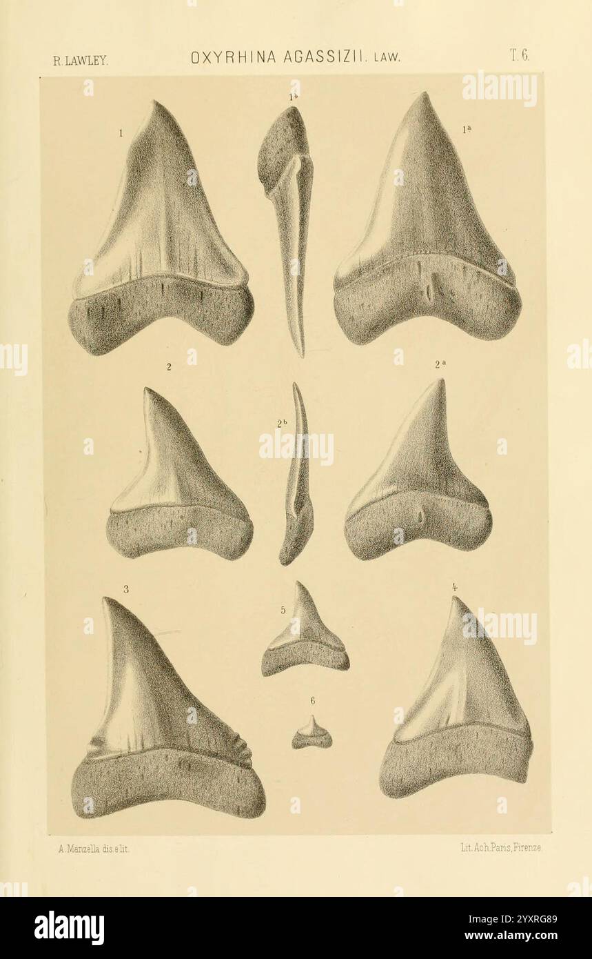 Study comparative on fossil fish with living of the genera Carcharodon ...
