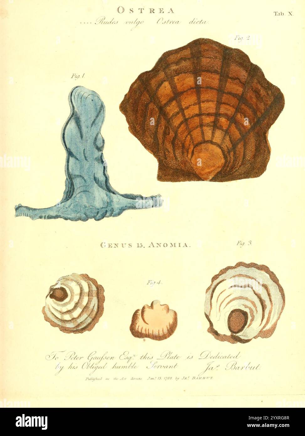 Understanding marine invertebrates hi-res stock photography and images ...