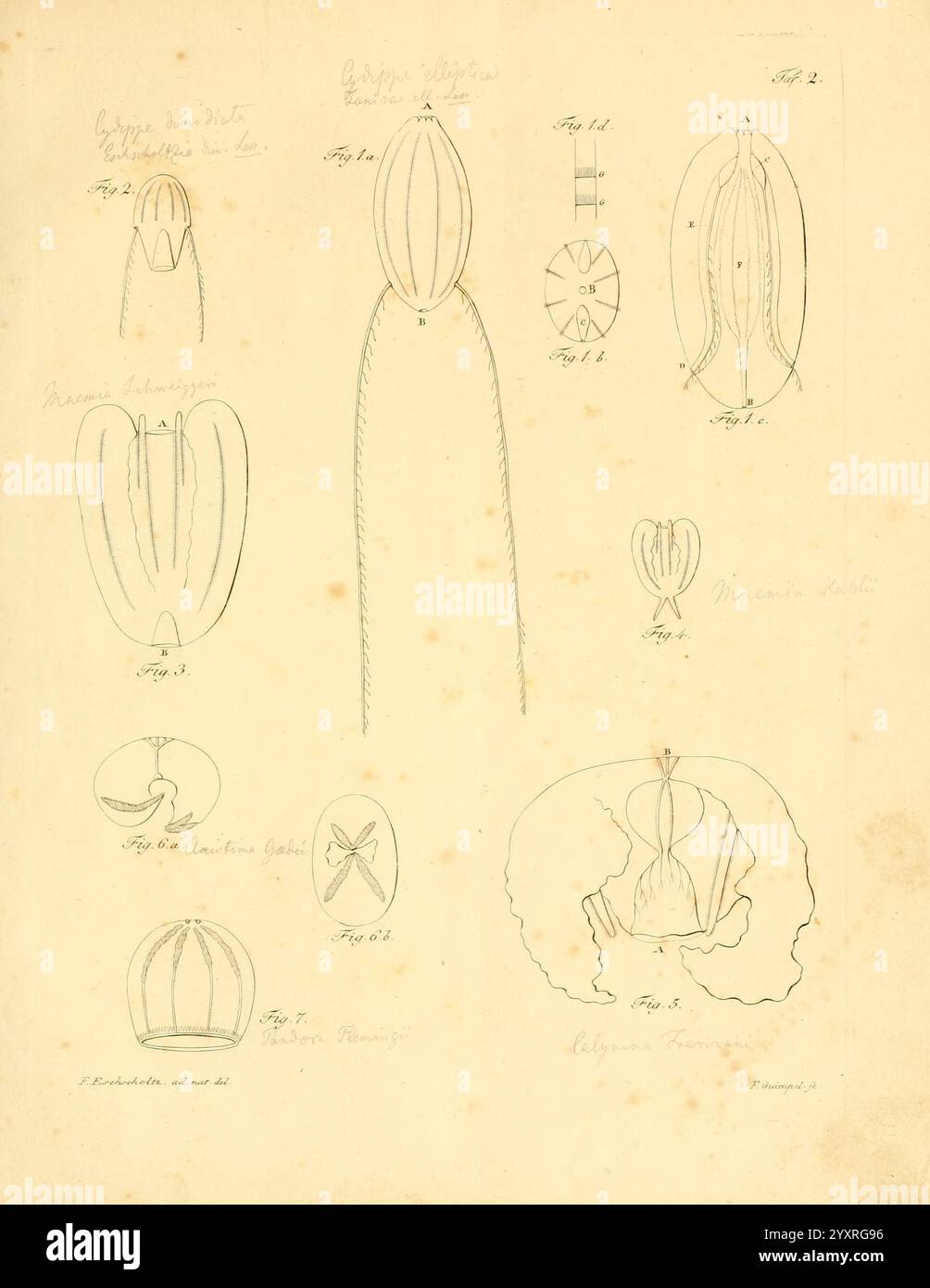 Siphonophoridae hi-res stock photography and images - Alamy