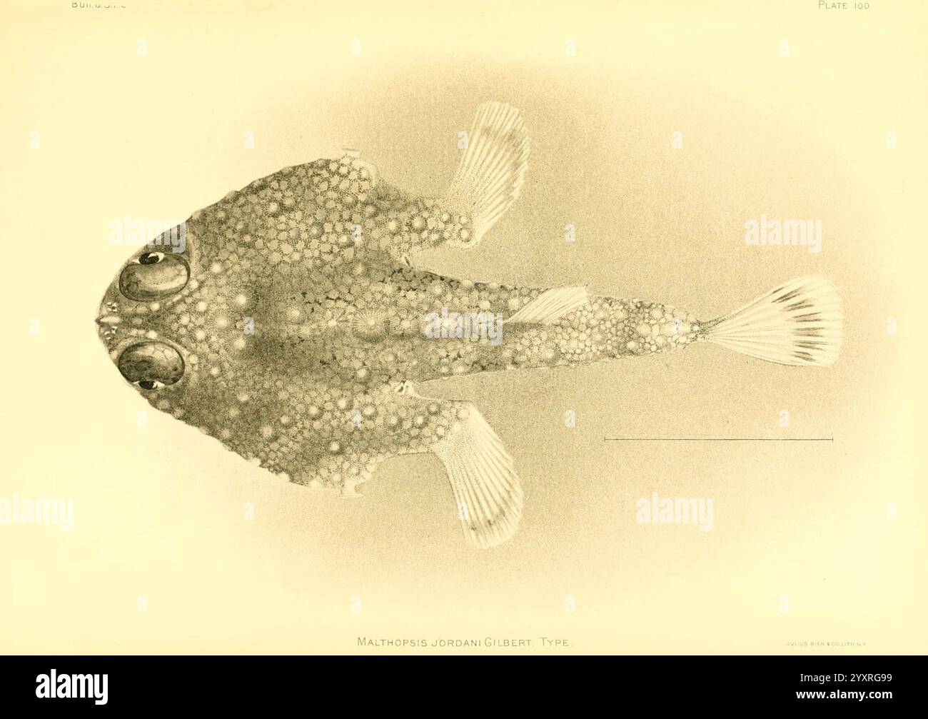 Creatures graceful profile hi-res stock photography and images - Alamy