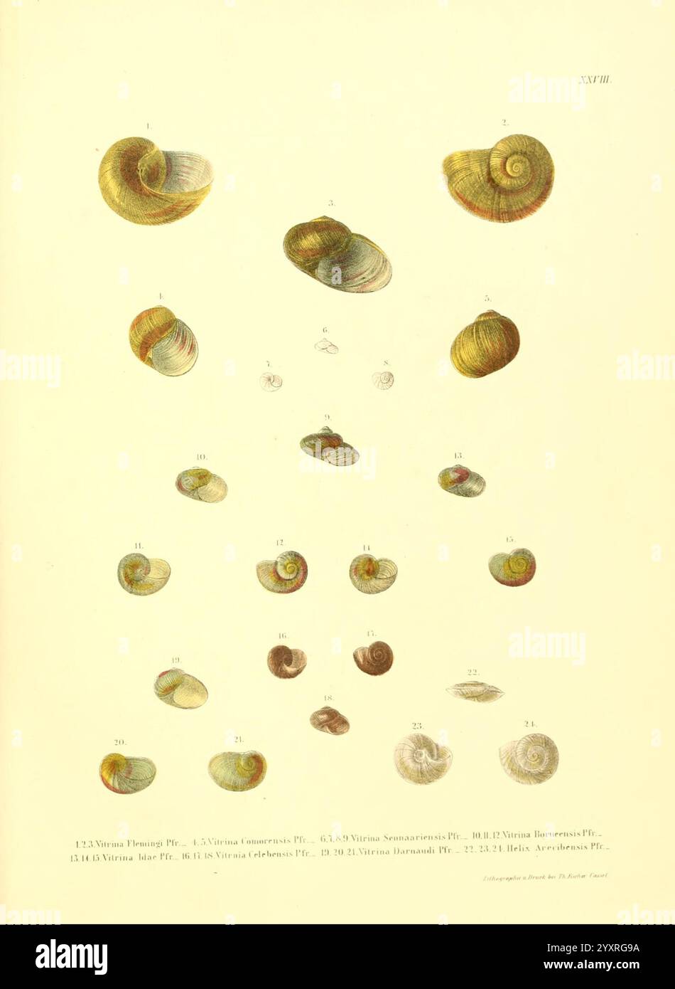 Novitates Conchologicae, Cassel, T. Fischer, 1854-79, mollusks ...
