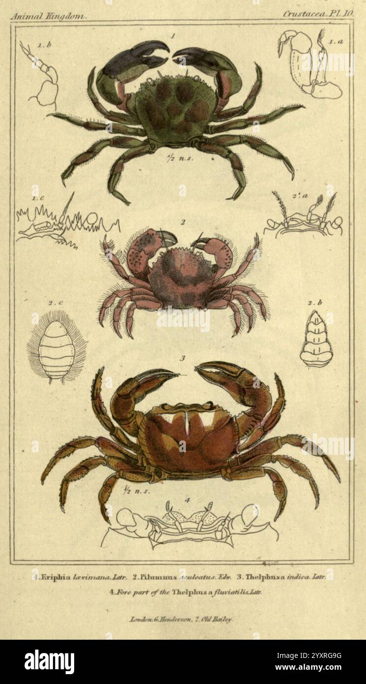 The animal kingdom, arranged according to its organization, London, G ...