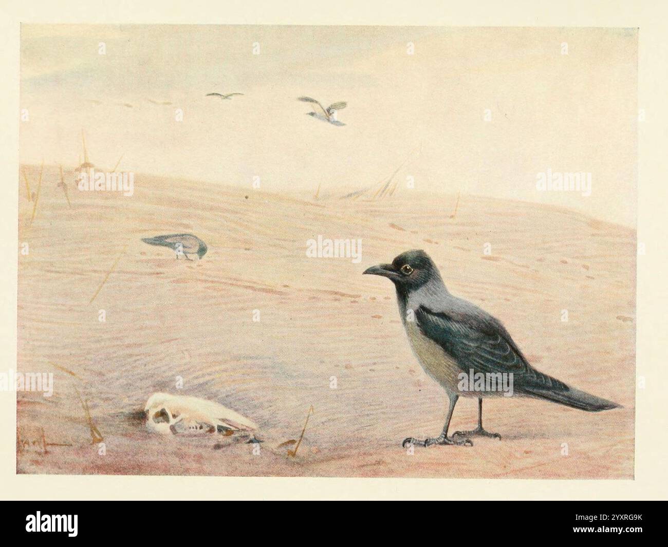 1909 birds egypt corvus cornix 598262 hi-res stock photography and ...
