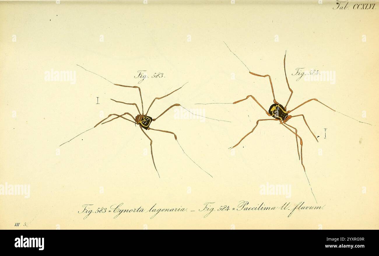 Body segmentations hi-res stock photography and images - Alamy