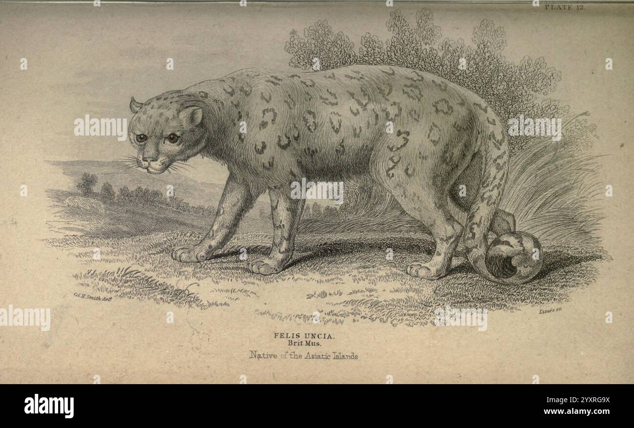 The naturalist's library, Edinburgh, W. H. Lizars, 1833-, leopard ...