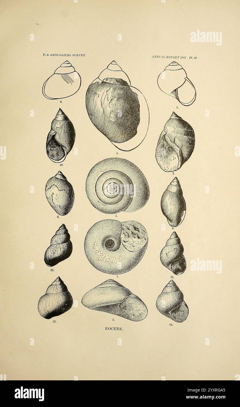 Biconical shells hi-res stock photography and images - Alamy