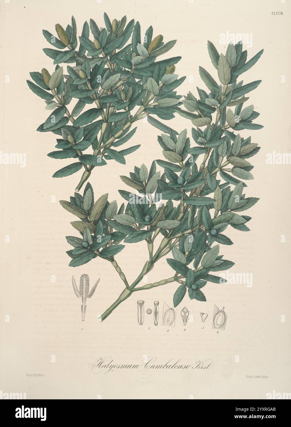 Elongated elliptical shape hi-res stock photography and images - Alamy