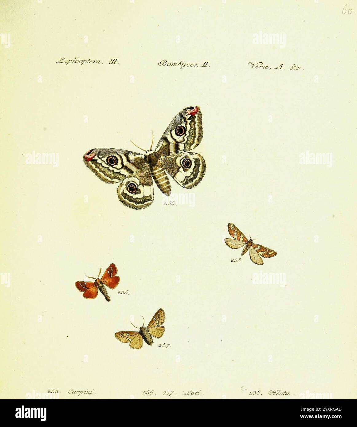 Displaying prominent eye spots hi-res stock photography and images - Alamy