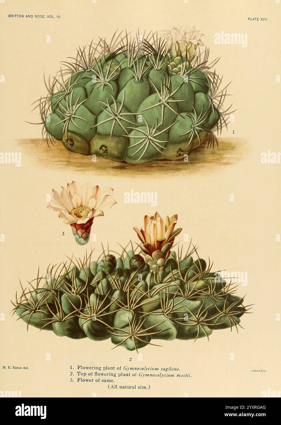 The Cactaceae, Washington, Carnegie Institution of Washington, 1919 ...