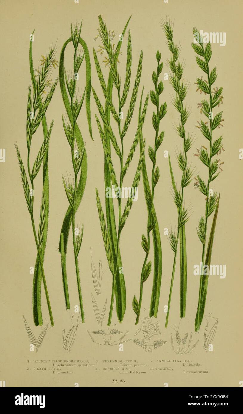 Plants distinct attributes hi-res stock photography and images - Alamy