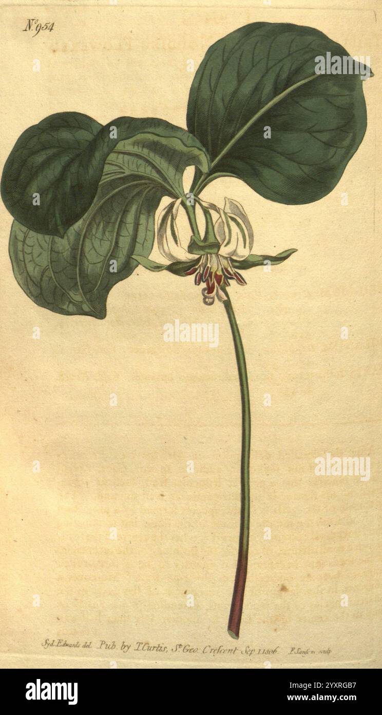 Curtis's Botanical Magazine, London, New York, botany, periodicals ...