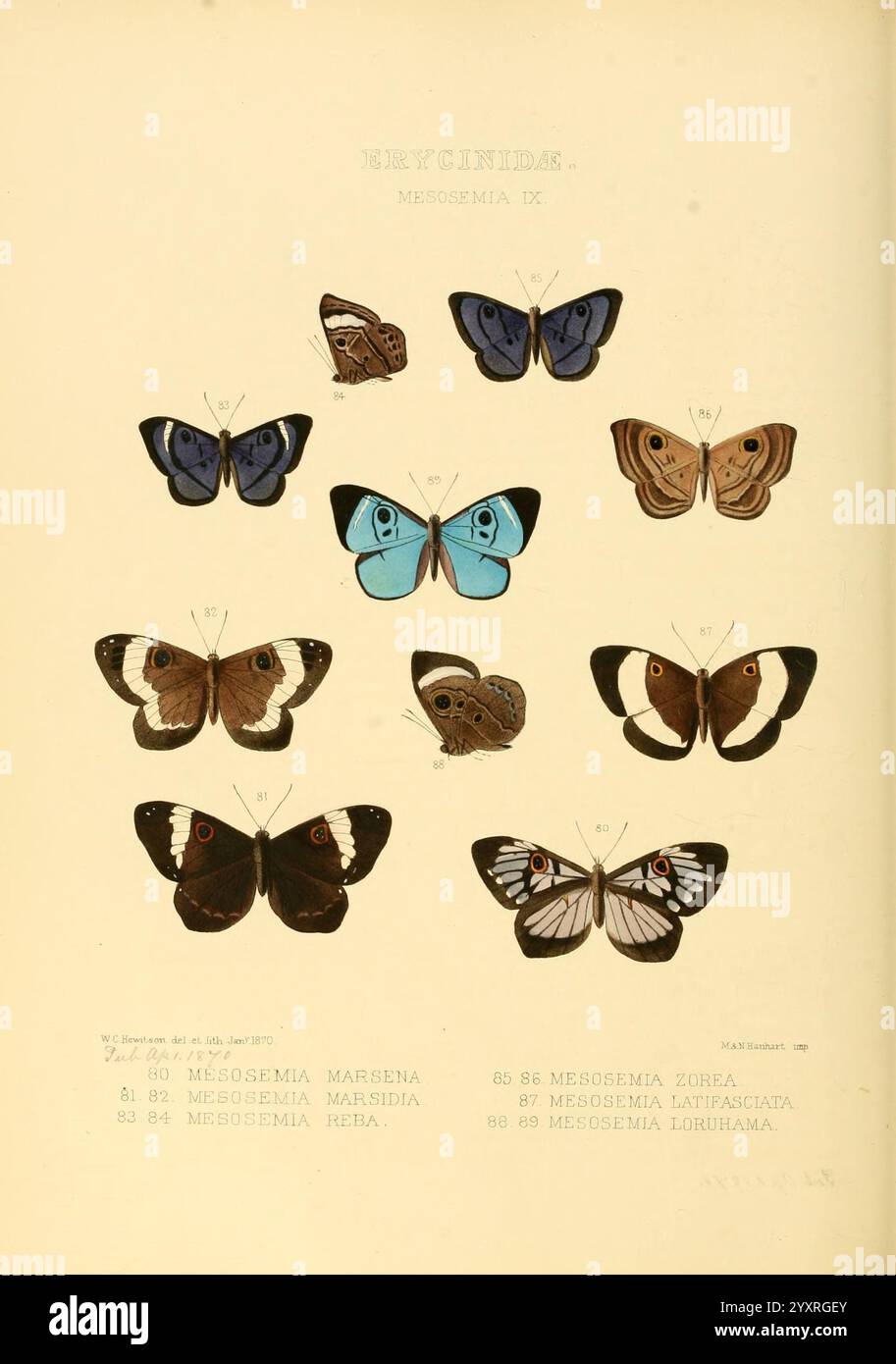 Illustrations of new species of exotic butterflies, London, John Van ...