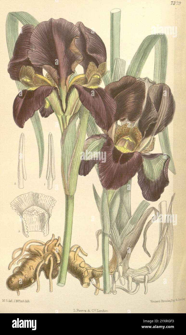 Curtis's Botanical Magazine London New York etc. botanical illustration ...